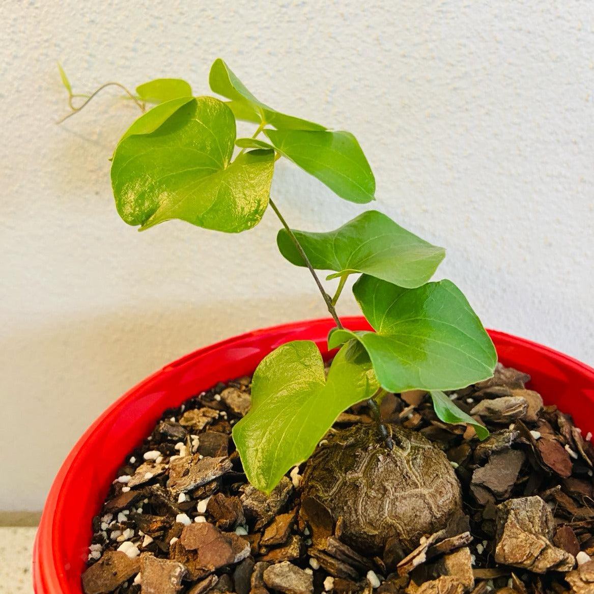 Dioscorea Elephantipes- Elephants Foot – Succulents World