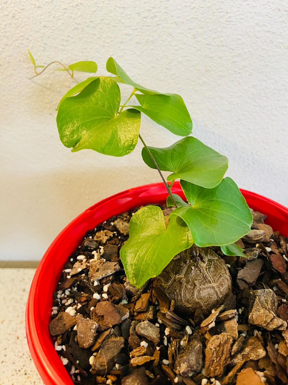 Dioscorea Elephantipes- Elephants Foot – Succulents World