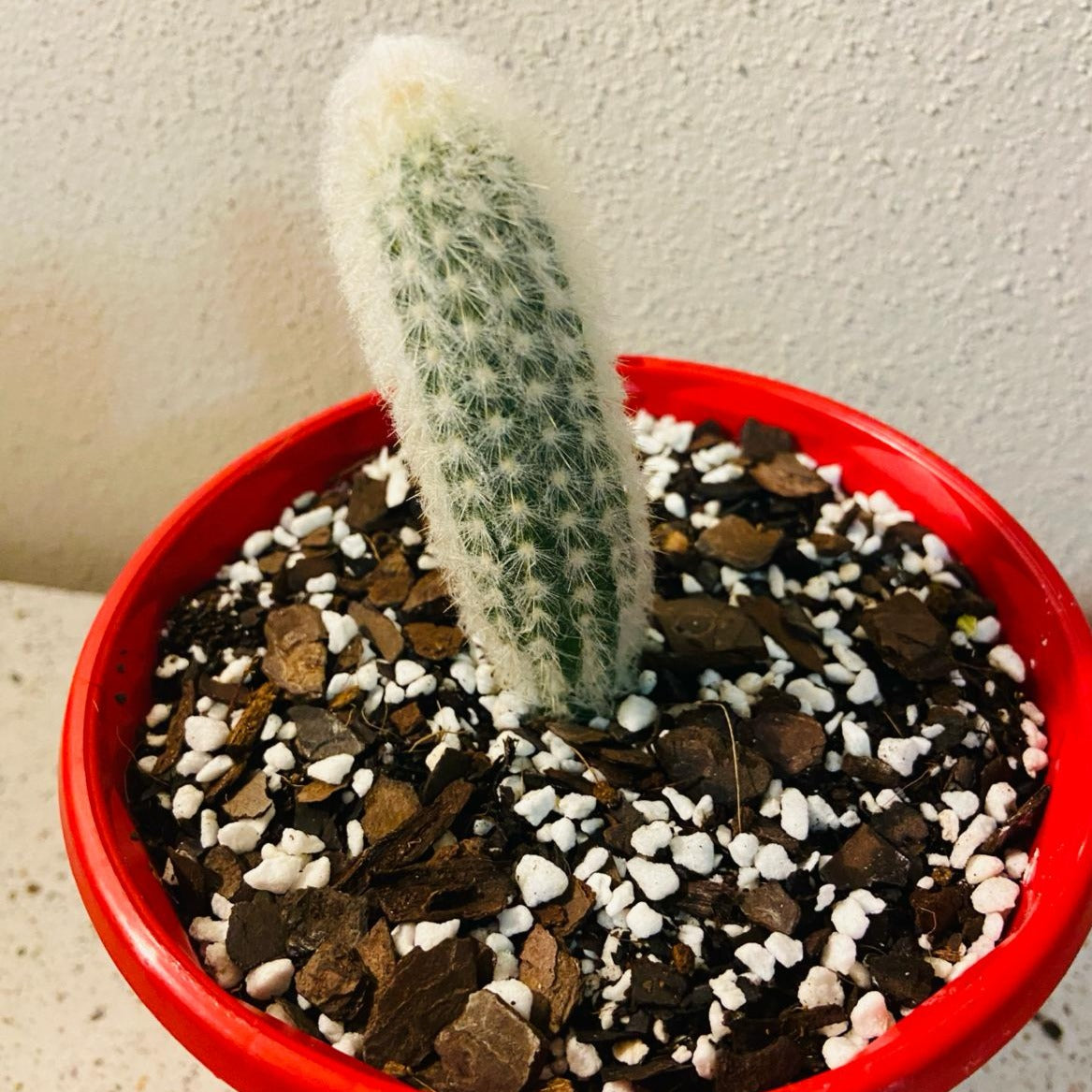 Cacti - Micranthocereus Flaviflorus – Succulents World