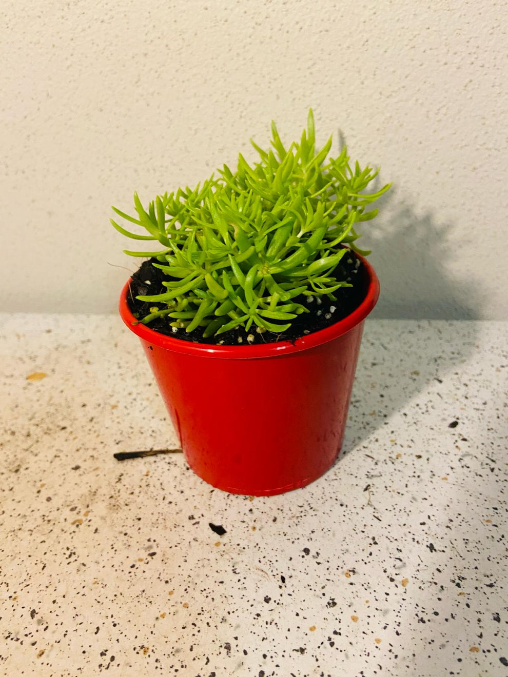 Sedum ‘Angelina Gold Mound’ | Vibrant Golden Groundcover Succulent ...
