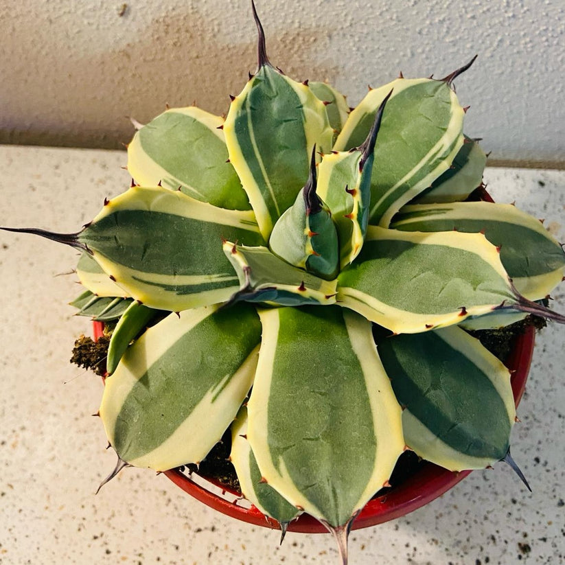 Agave Applanata Cream Spike – Succulents World