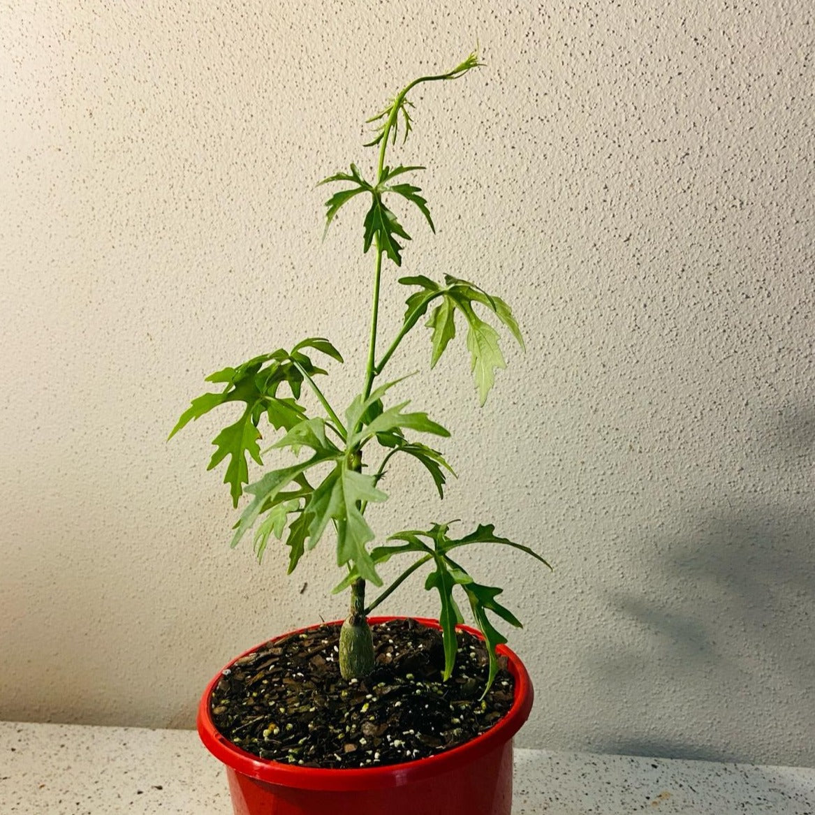 Cissus Tuberosa – Succulents World