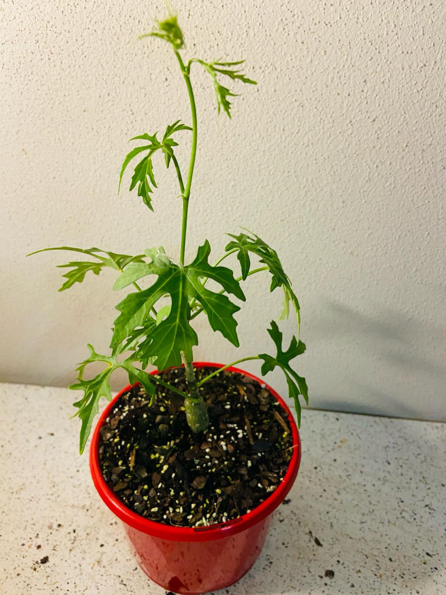 Cissus Tuberosa – Succulents World