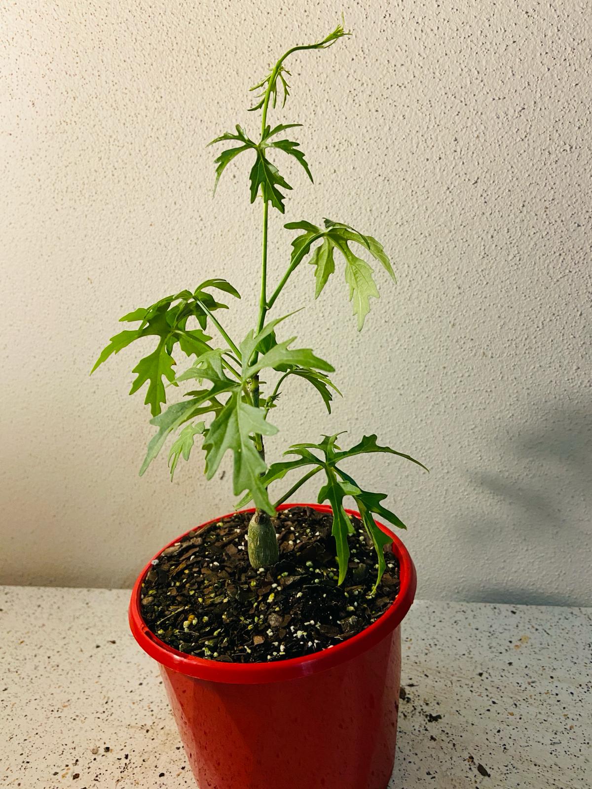 Cissus Tuberosa – Succulents World