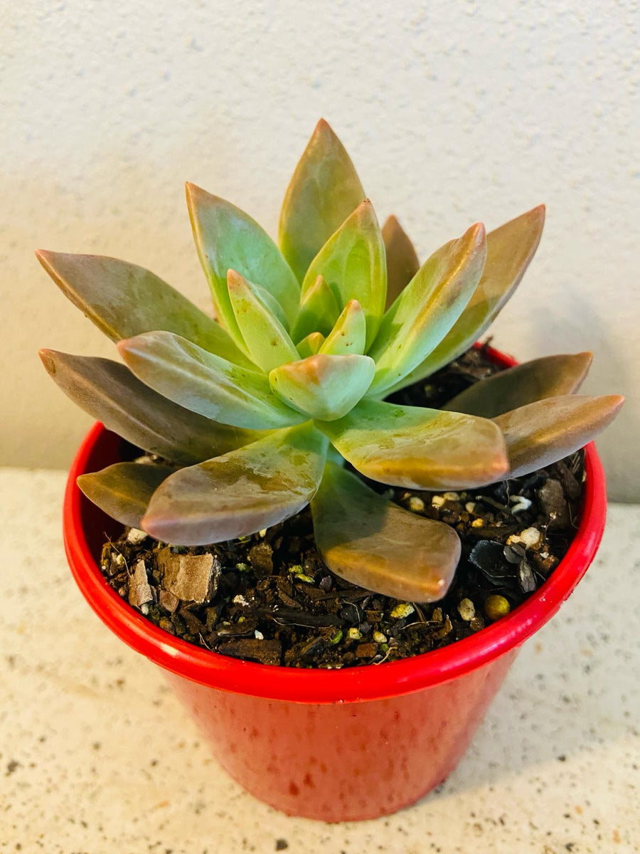 Sedum Bronze Sunset – Succulents World
