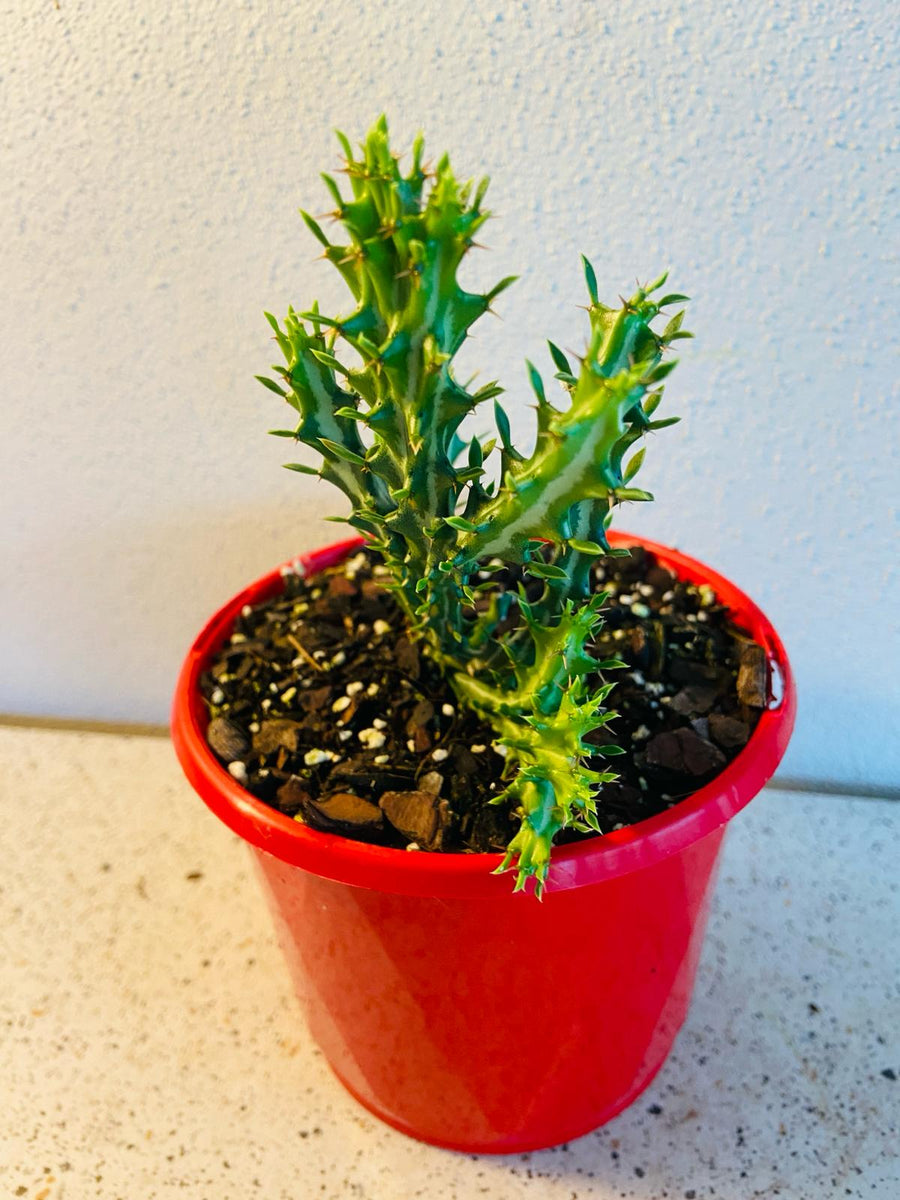 Euphorbia Knuthii forms Caudex – Succulents World