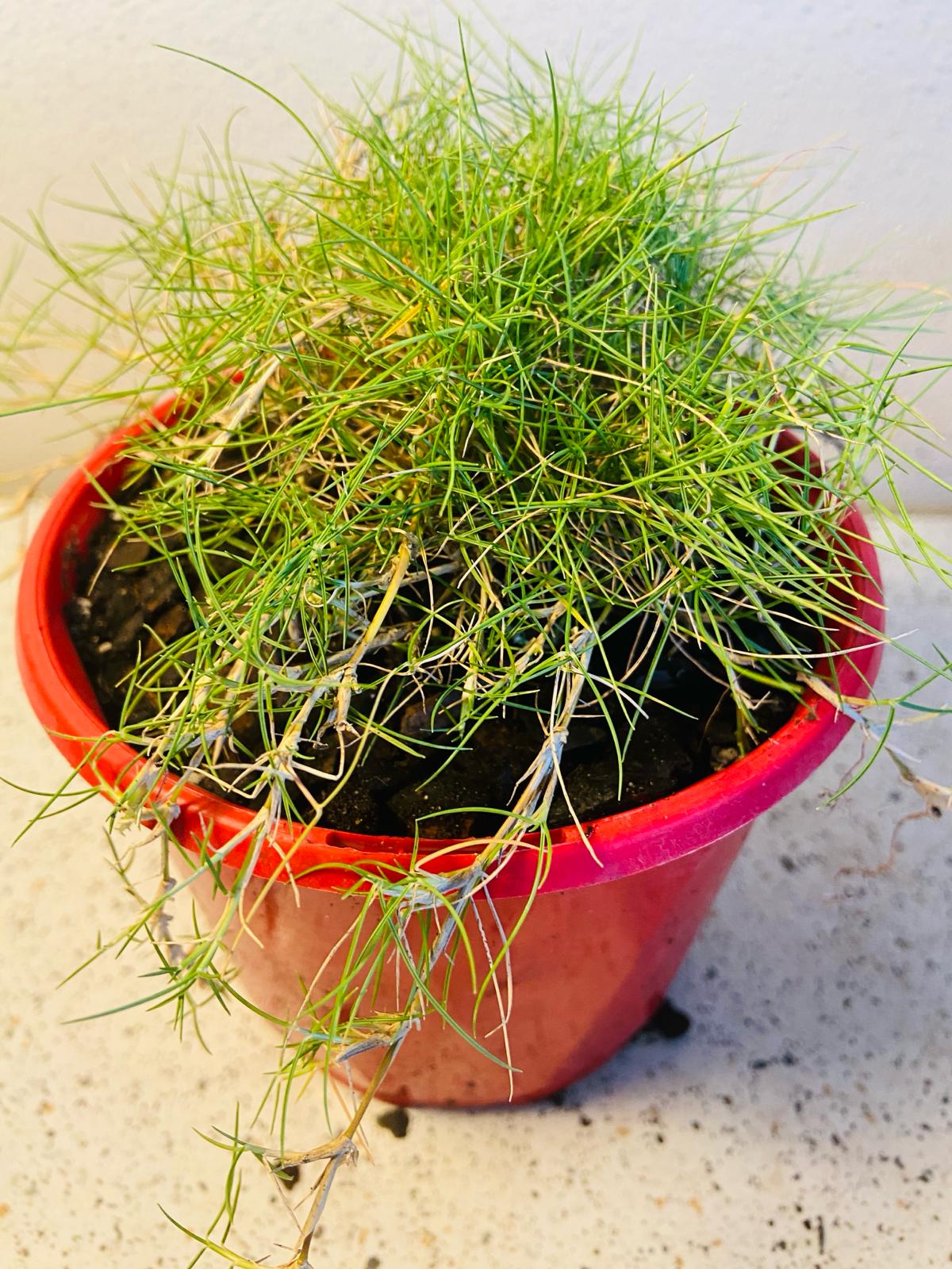 No Mow Grass Succulents World