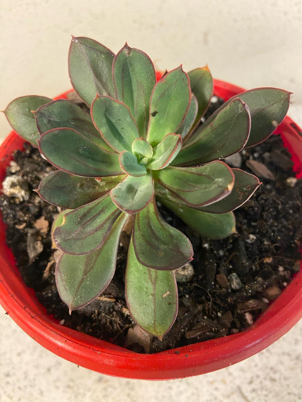 Echeveria Painted Lady 130mm – Succulents World