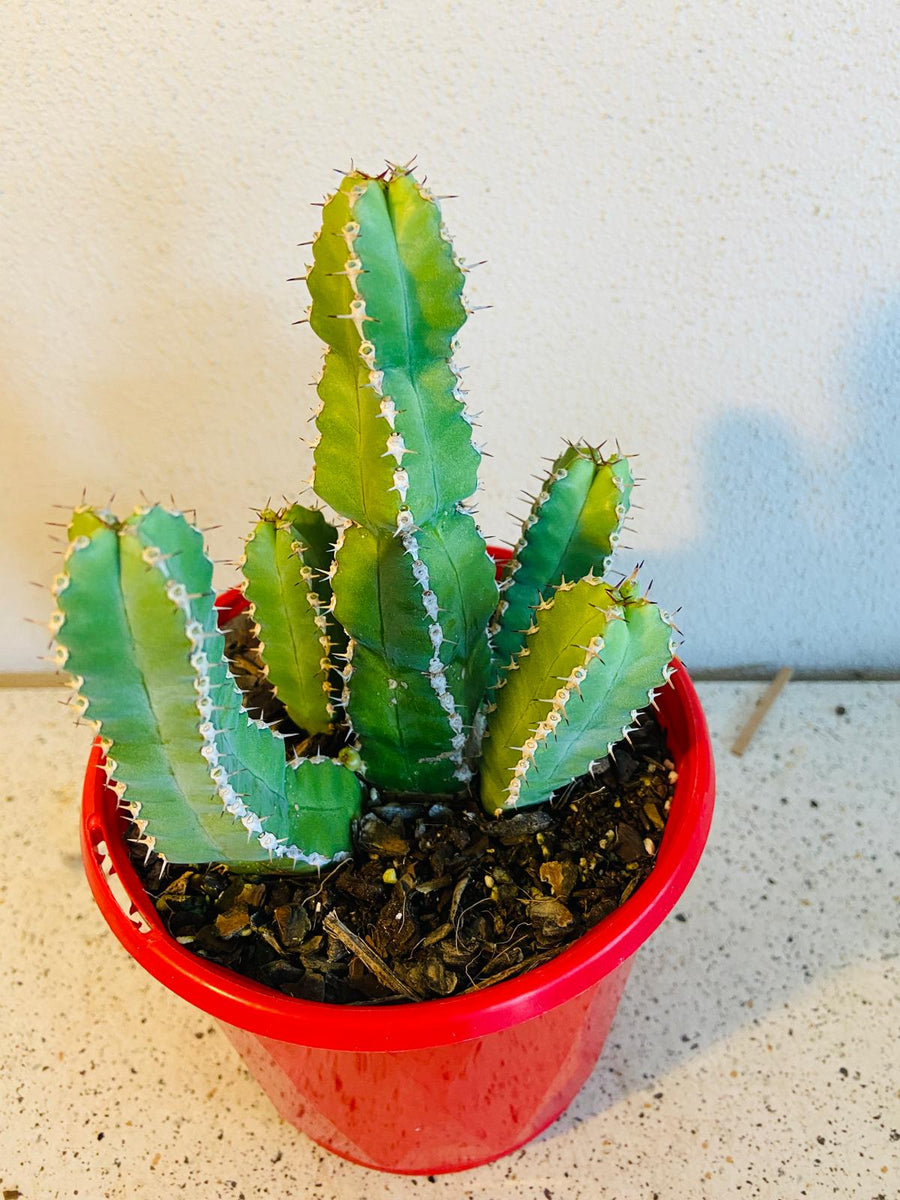 Euphorbia Makallensis – Succulents World