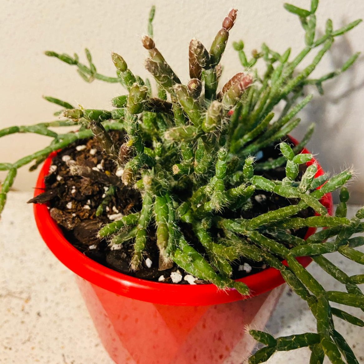 Rhipsalis Crythrocarpa Red Coral- 130mm – Succulents World