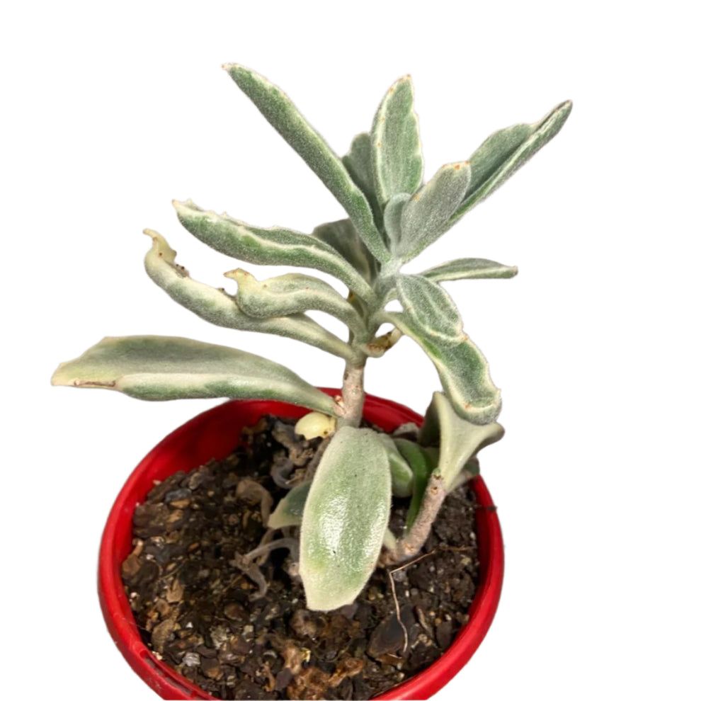 Kalanchoe Tomentosa Variegated – Succulents World