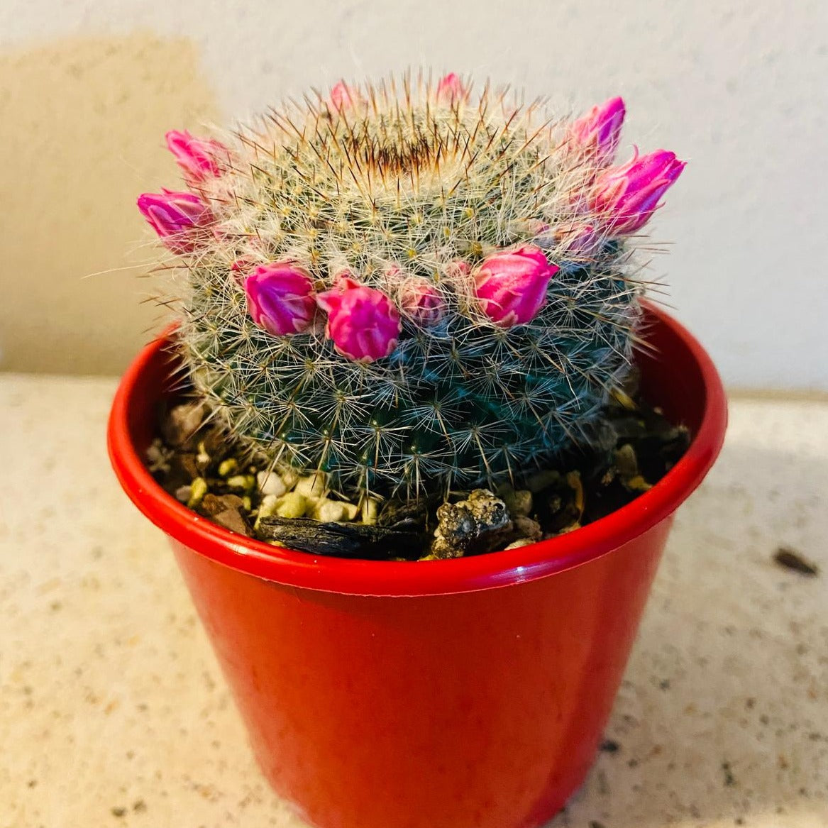 Cacti - Mammillaria Old Lady Cactus – Succulents World