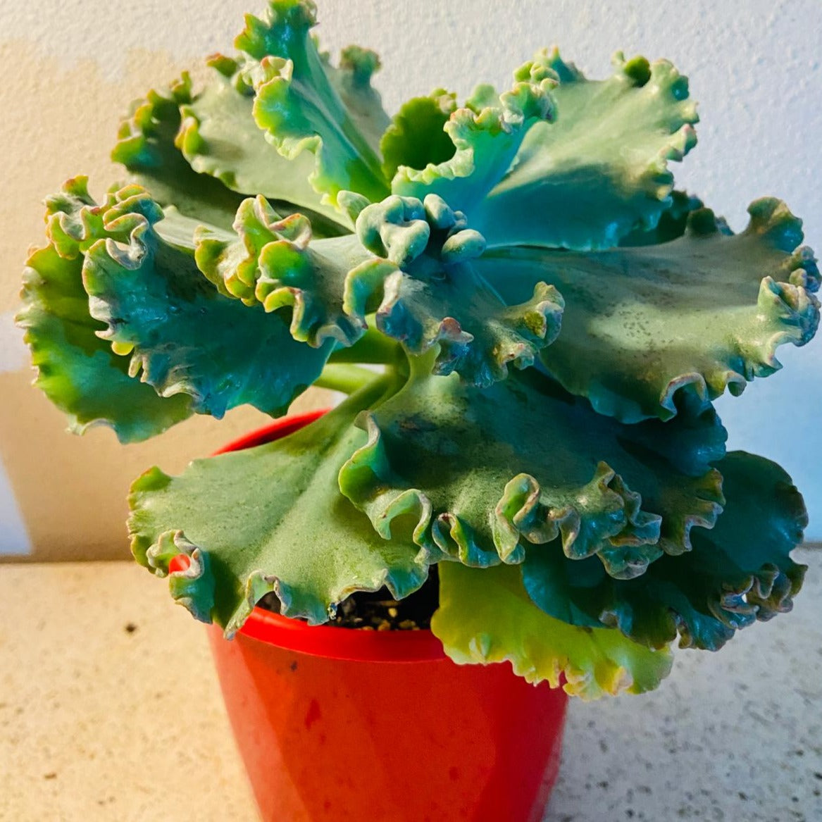 Echeveria Octans – Succulents World