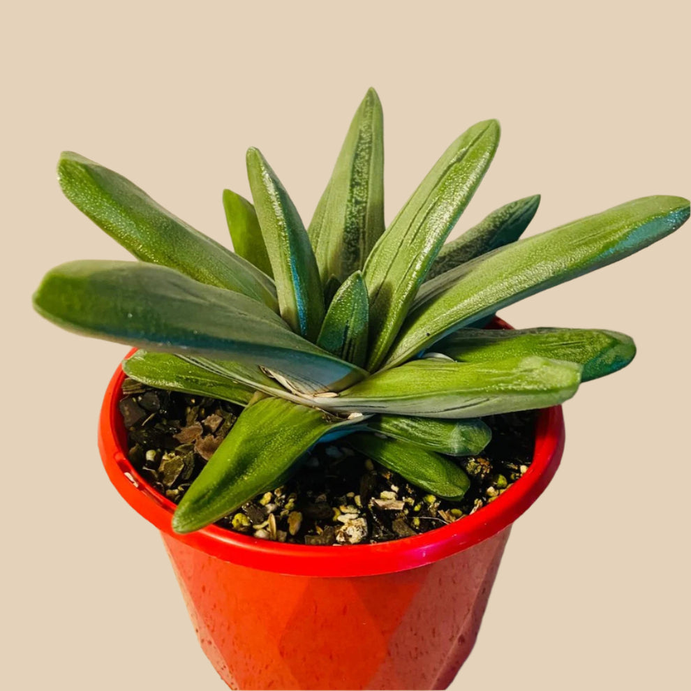 Gasteria Big Brother-130mm – Succulents World