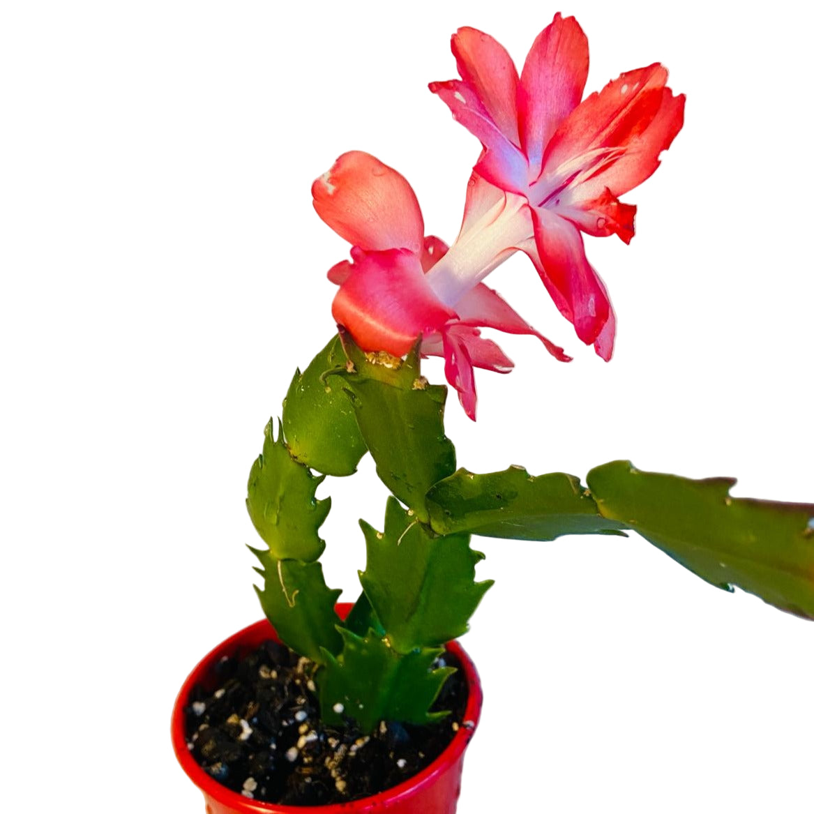 Cacti - ZygoCactus Assorted – Succulents World