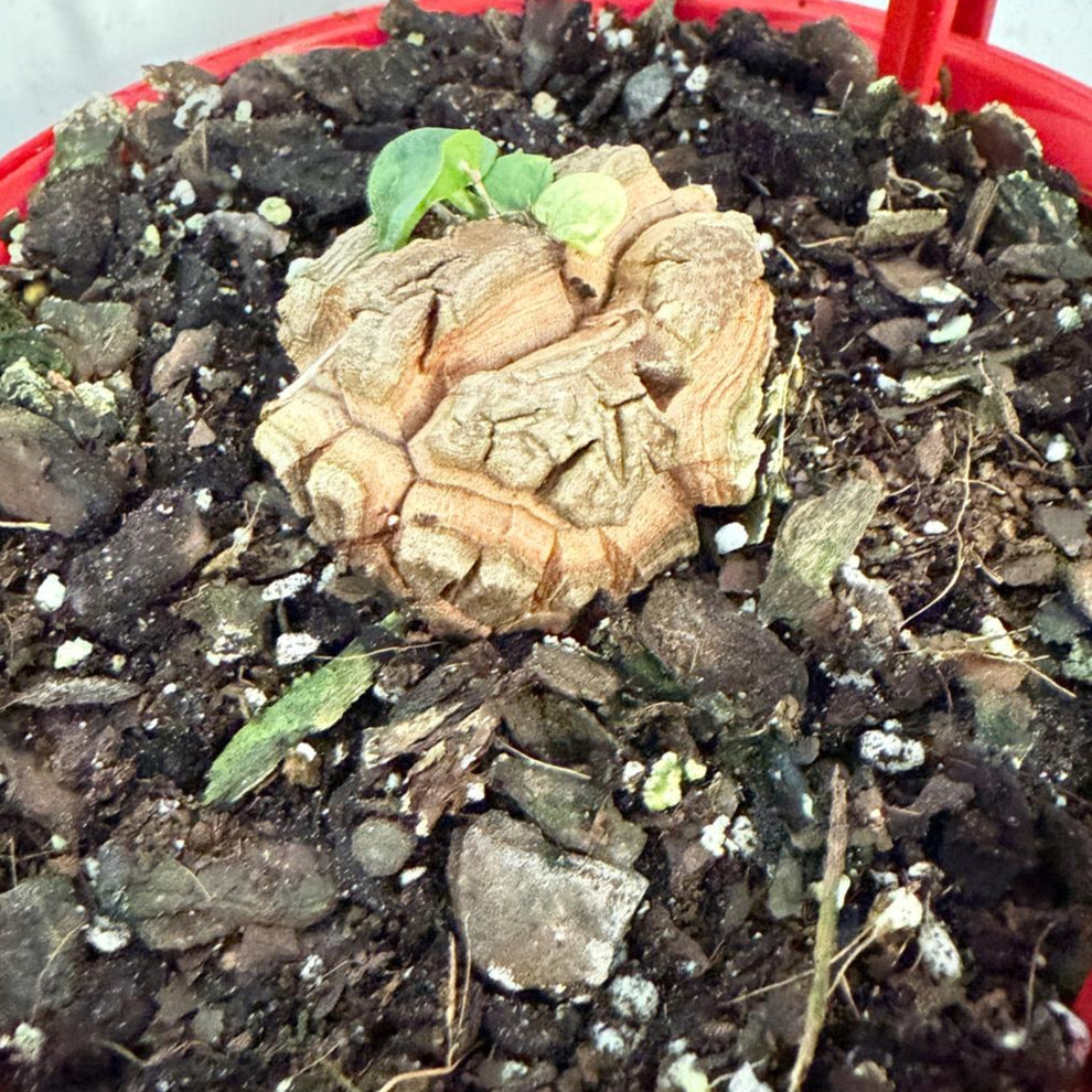 Advanced Elephant Foot 150mm – Succulents World