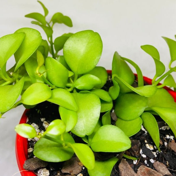 Dischidia Nummularia - String of Nickels – Succulents World