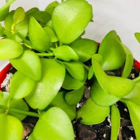 Dischidia Nummularia - String of Nickels – Succulents World