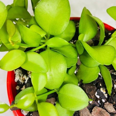 Dischidia Nummularia - String of Nickels – Succulents World