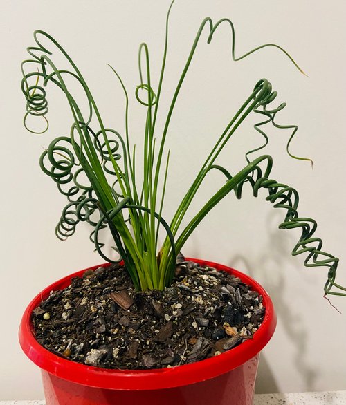 Albuca Spiralis – Succulents World