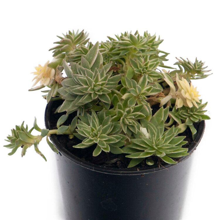 Sedum Variegata Lineare – Succulents World