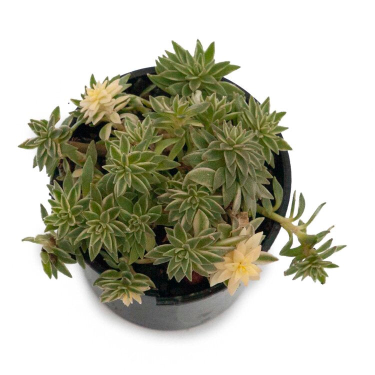 Sedum Variegata Lineare – Succulents World