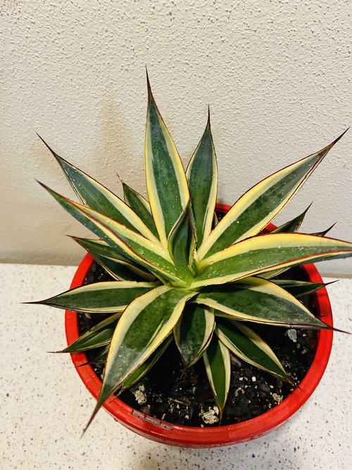 Agave Snow Glow – Succulents World