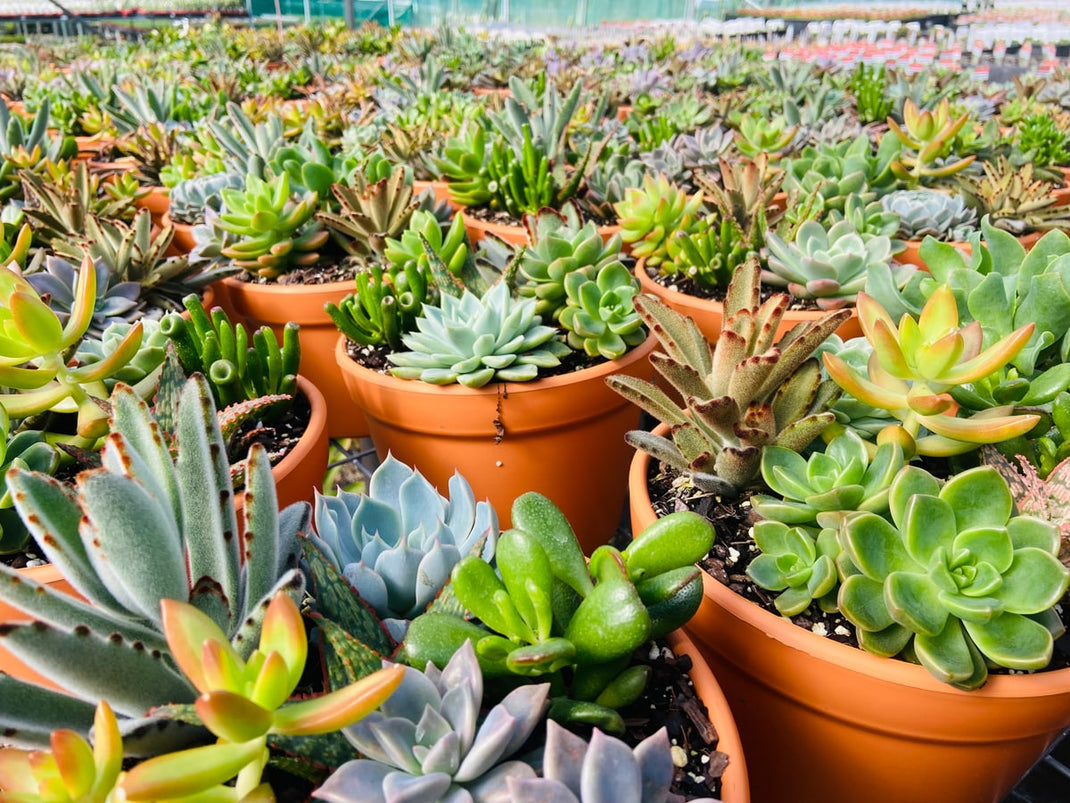 Succulents World