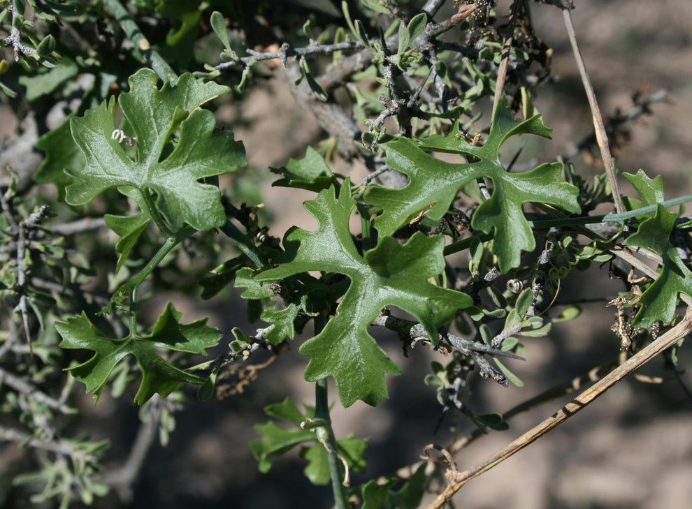 Ibervillea Tenuisecta#59 – Succulents World