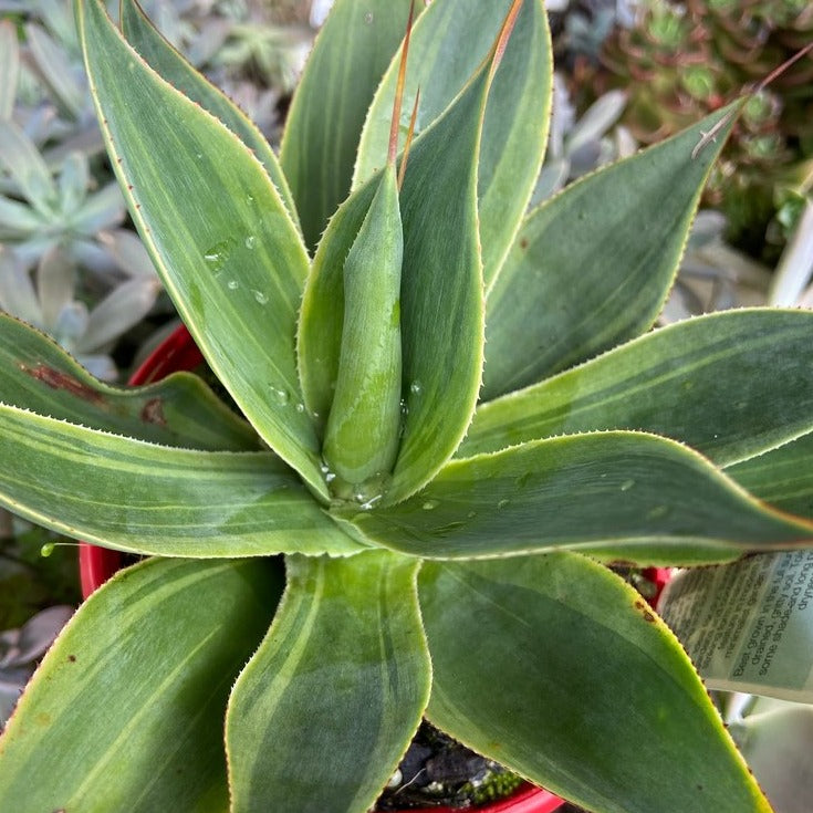Agave ‘Blue Flame Variegated’ – Succulents World