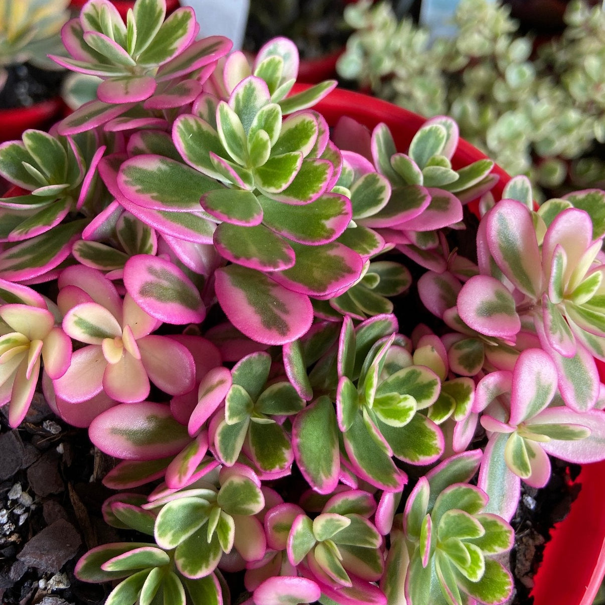 Portulaca Variegated Sunjewels – Vibrant Blooming Succulent ...