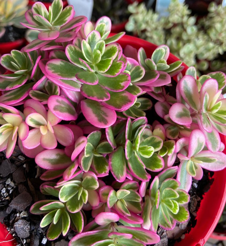 Portulaca Variegated Sunjewels – Succulents World