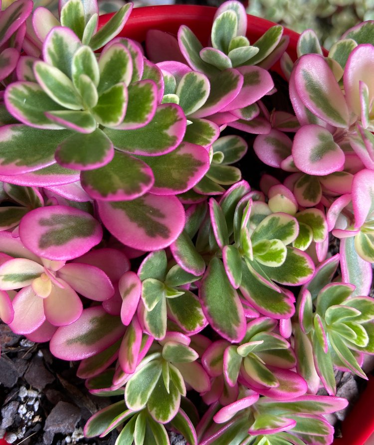 Portulaca Variegated Sunjewels – Succulents World