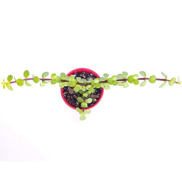 Golden Jade Plant – Crassula Ovata ‘Golden’ Succulent for Home & Garden ...