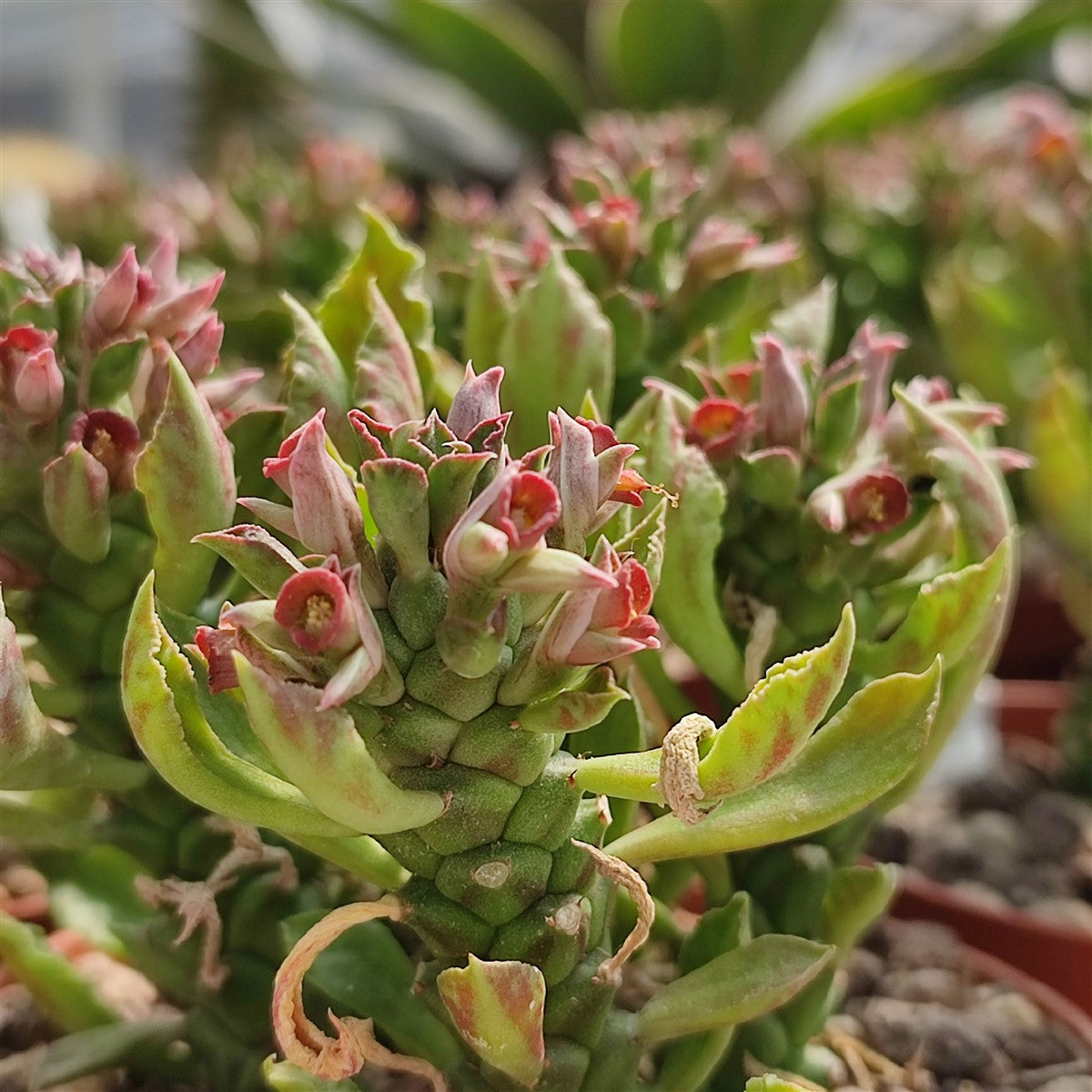 Monadenium Stapelioides – Succulents World