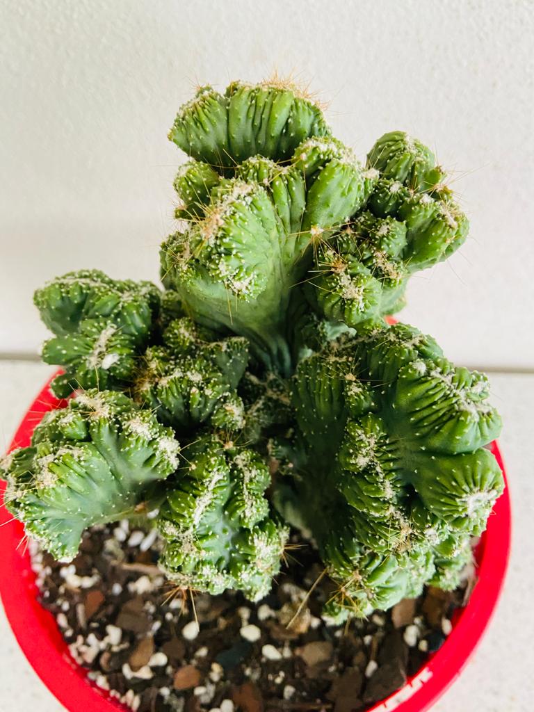 Cereus Thai Hybrid – My Store