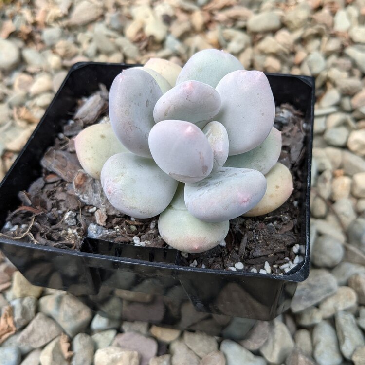 Pachyphytum Oviferum 'Moonstones' – Succulents World