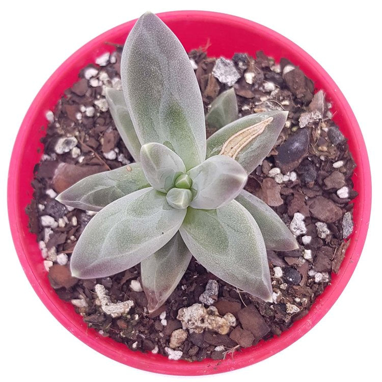 Pachyphytum Compactum – Succulents World