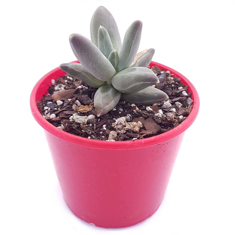 Pachyphytum Compactum – Succulents World