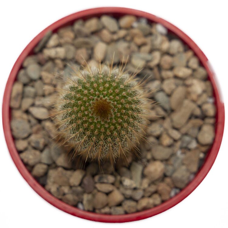 Cacti- Parodia 'Golden Ball Cactus' – Succulents World