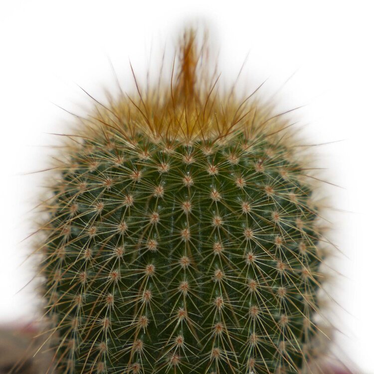 Cacti- Parodia 'Golden Ball Cactus' – Succulents World