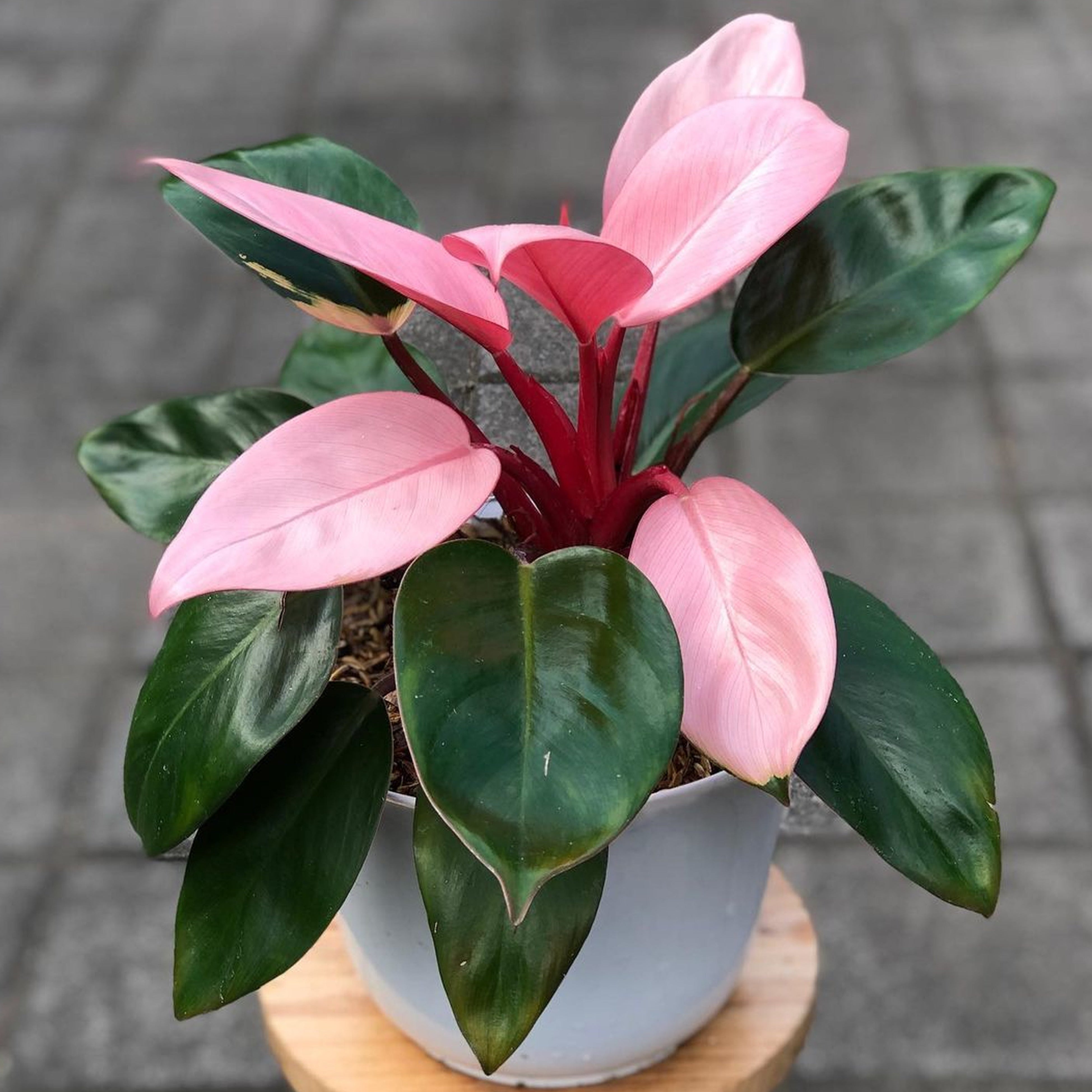 Philodendron Pink Princess – Succulents World