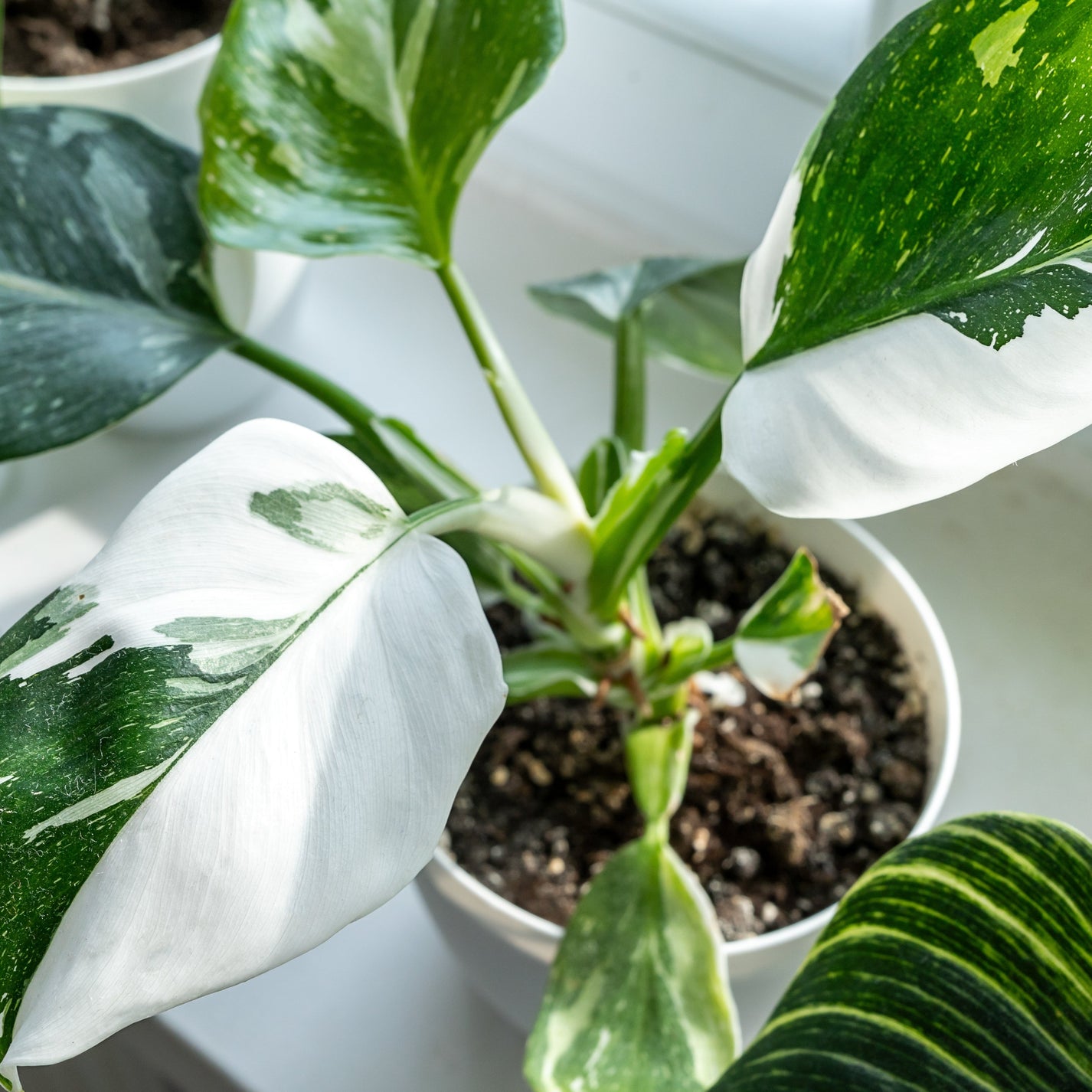 Philodendron White Princess – Succulents World