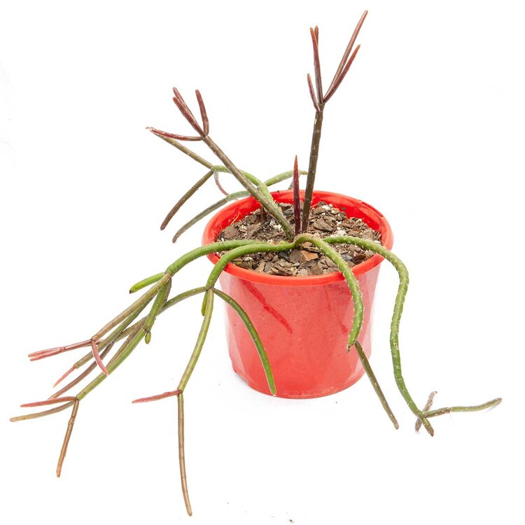 Rhipsalis Red Coral – Succulents World