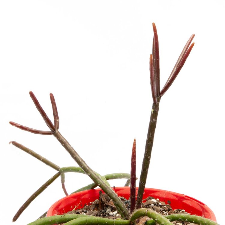 Rhipsalis Red Coral – Succulents World