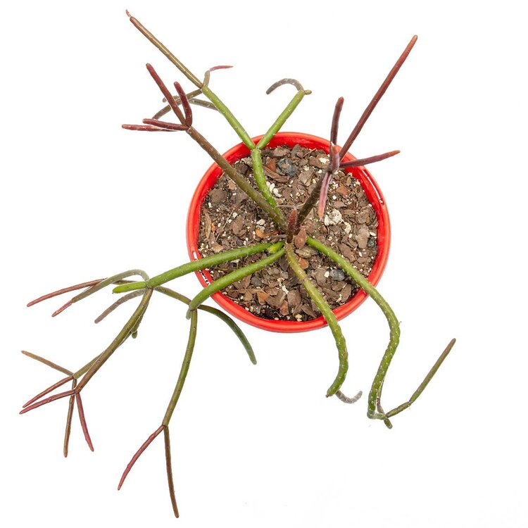 Rhipsalis Red Coral – Succulents World