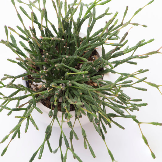 Rhipsalis – Succulents World