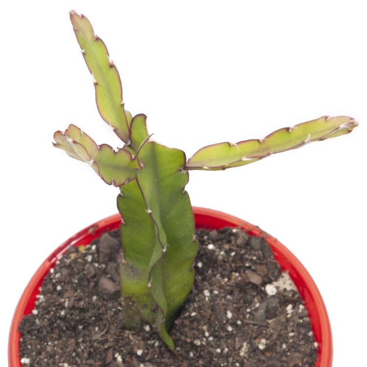 Rhipsalis Lepismium Cruciforme Spiralis – Succulents World