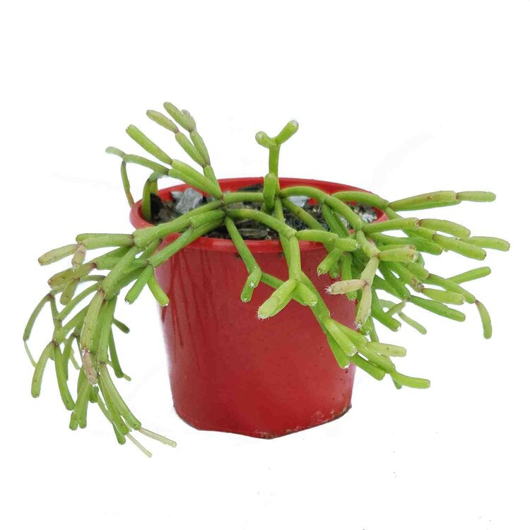 Rhipsalis Floccosa – Succulents World