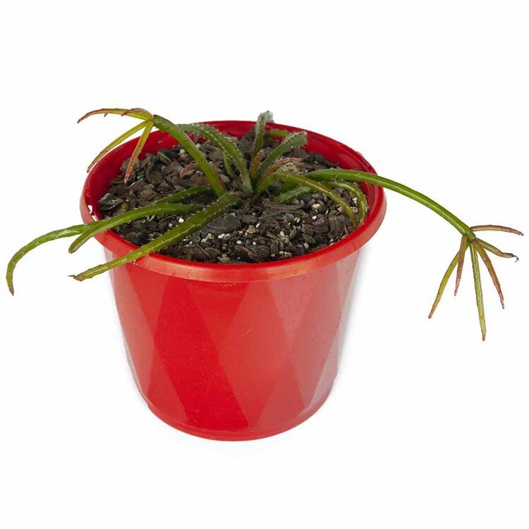 Rhipsalis Red Coral – Succulents World